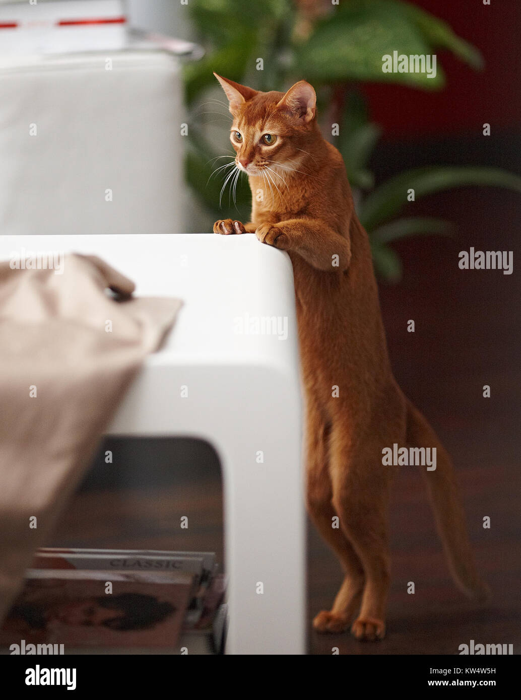 Playful cute little red cat Stock Photo - Alamy