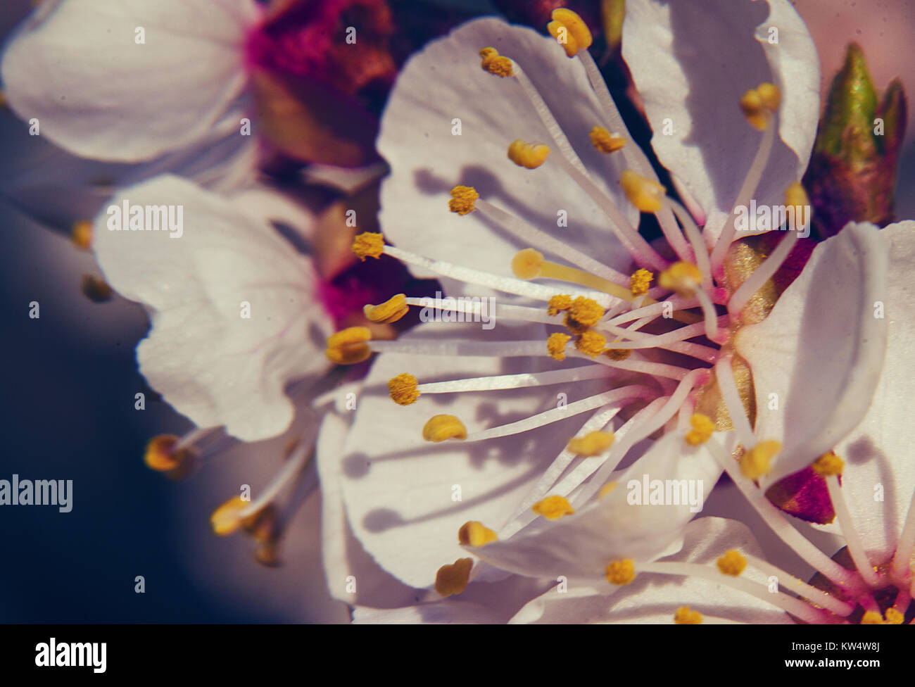 Colorful tree's flowers Stock Photo - Alamy