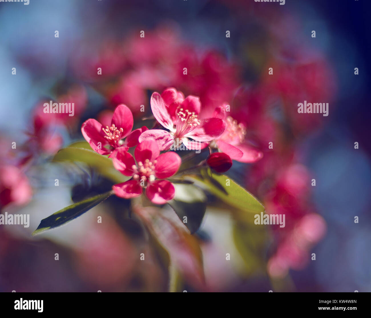 Colorful tree's flowers Stock Photo - Alamy