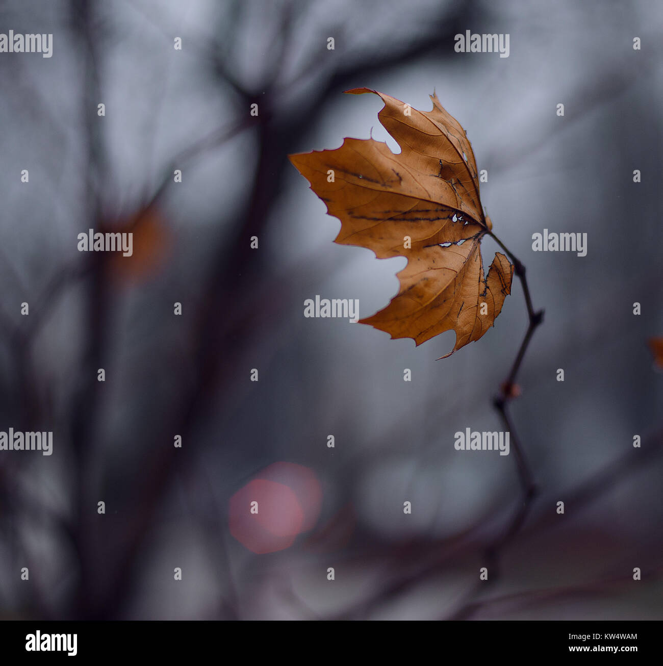 Minimal autumn art Stock Photo - Alamy