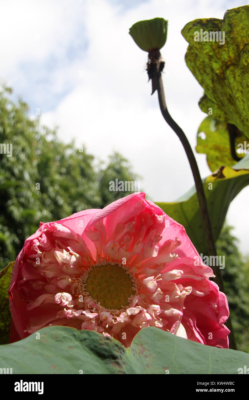 Big lotus leaves hi-res stock photography and images - Alamy
