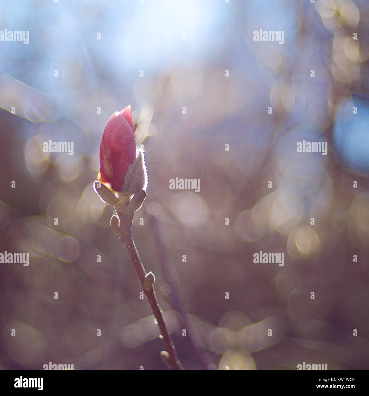 Colorful tree's flowers Stock Photo - Alamy