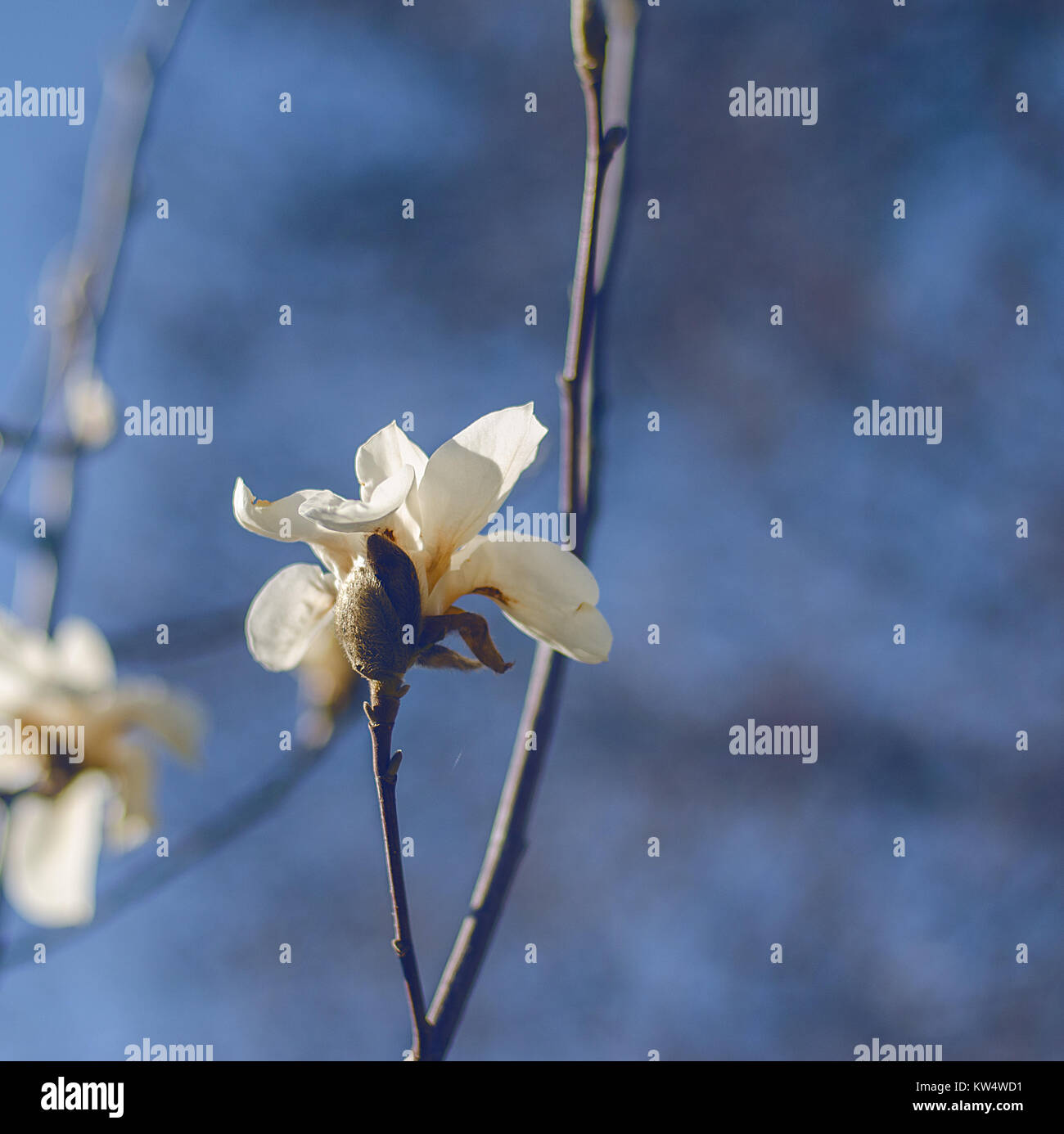 Colorful tree's flowers Stock Photo - Alamy