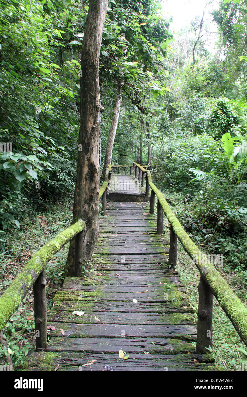 Wooden path through the dense tropical forest, Northern Thailand Stock ...