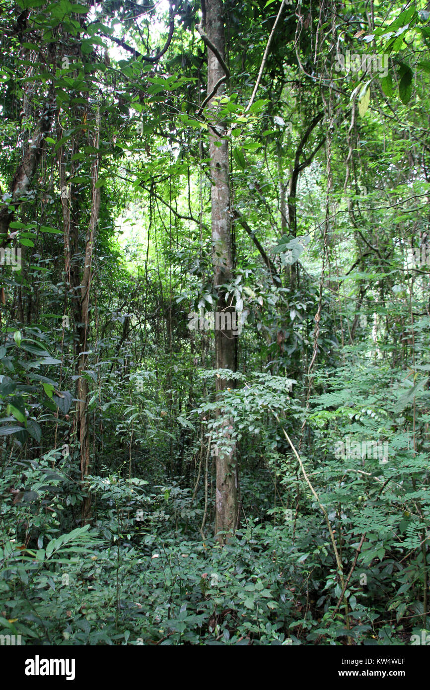 Dense tropical forest in Northern Thailand Stock Photo - Alamy