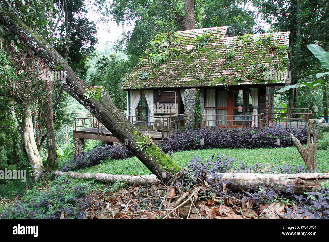Wooden hause in the deep forest in Northern Thailand Stock Photo - Alamy