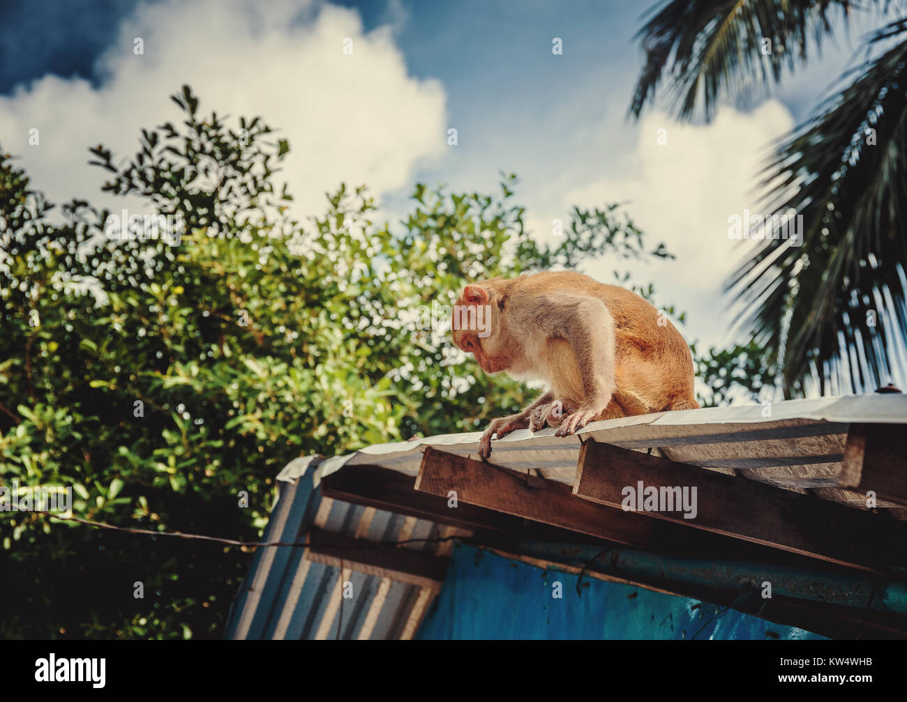 monkey on the roof Stock Photo - Alamy