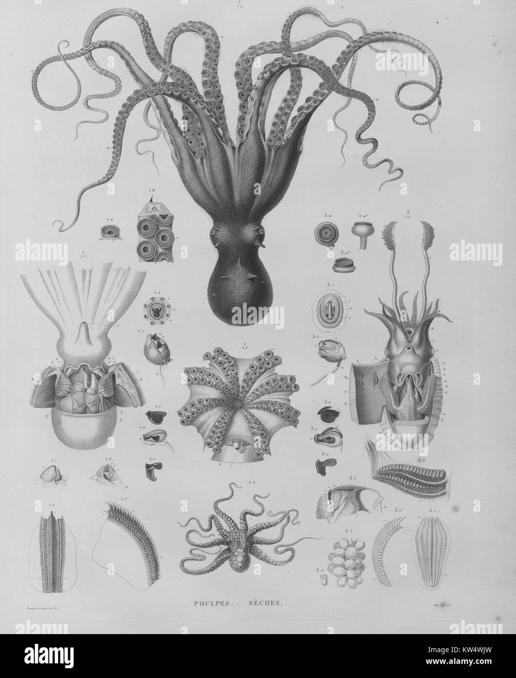 Cephalopods line drawing hi-res stock photography and images - Alamy