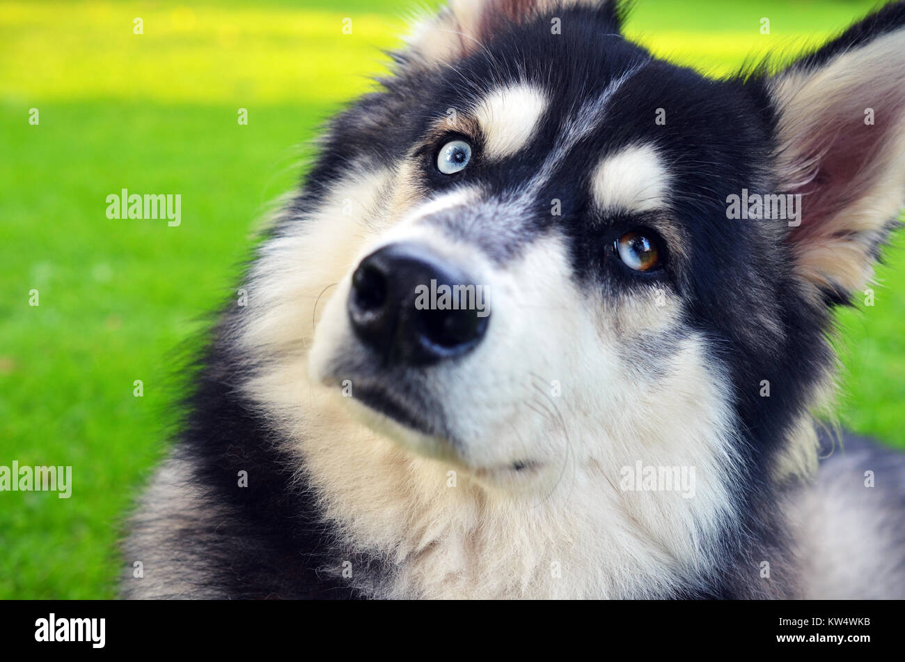 Heterochromia siberian husky hi-res stock photography and images - Alamy