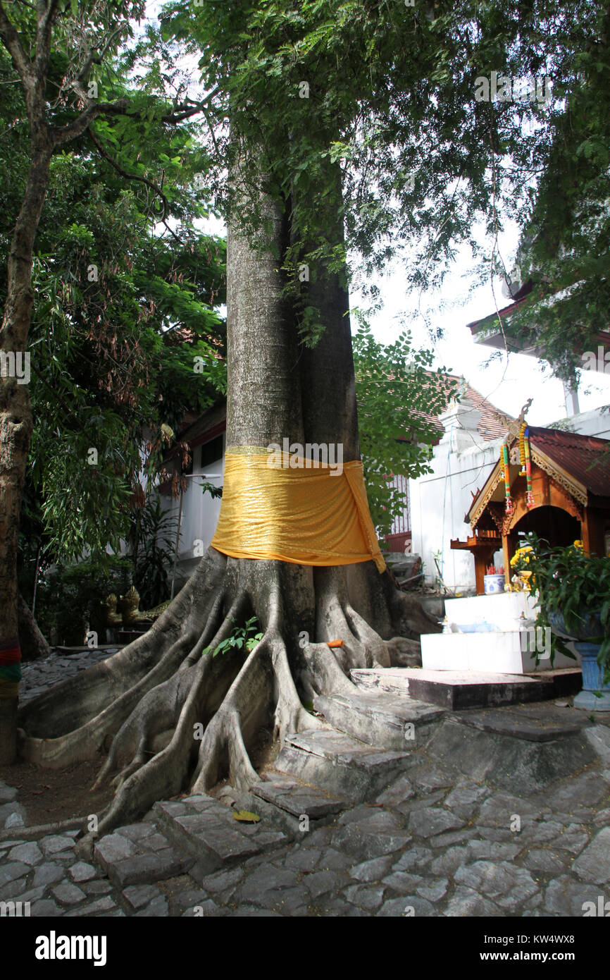 Sacral tree in Wat Phra That Si Chom Thong Wora Wiharn, Chiang Mai ...