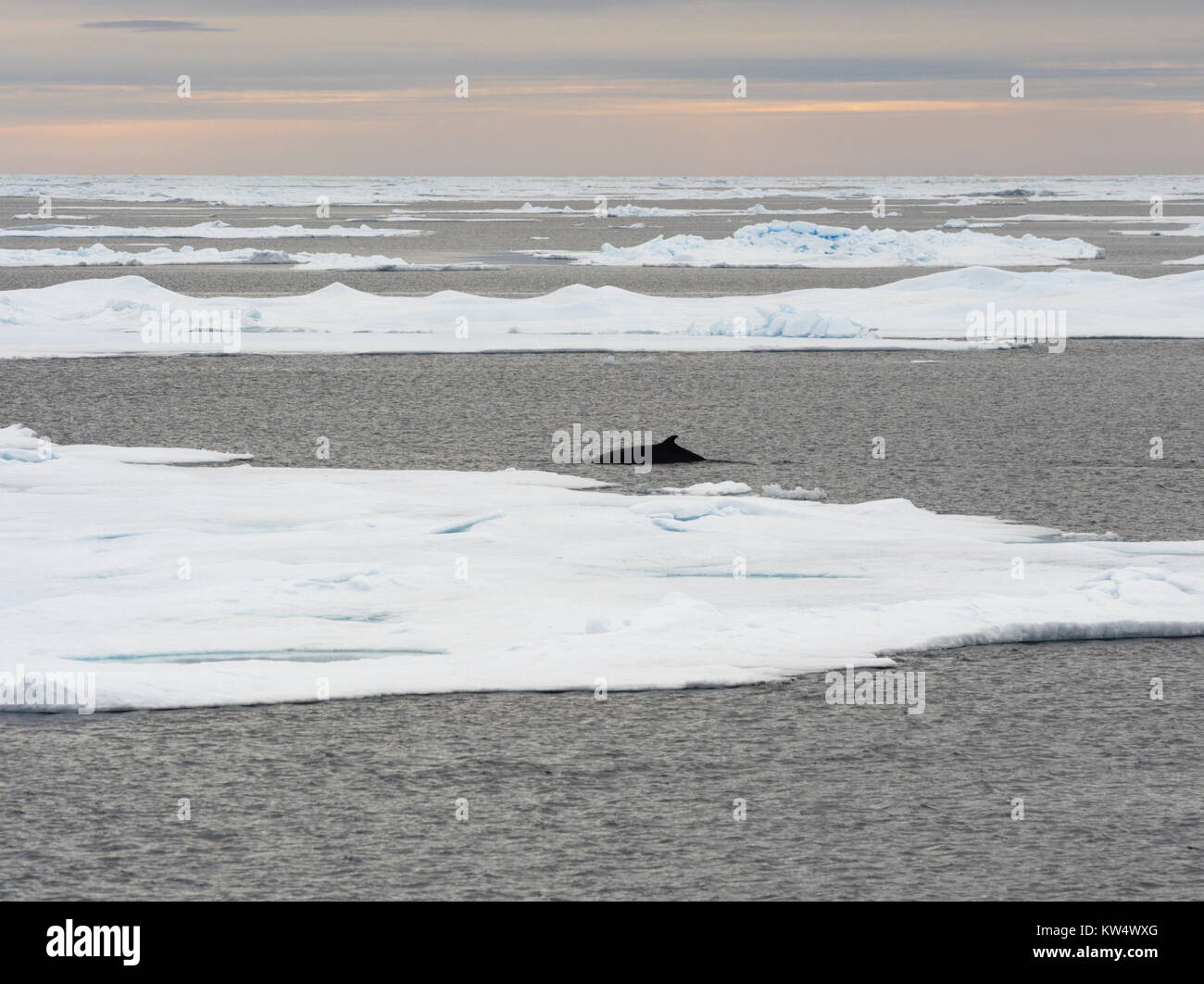 Whale surfacing in the arctic ocean surrounded by ice floes, Svalbard ...