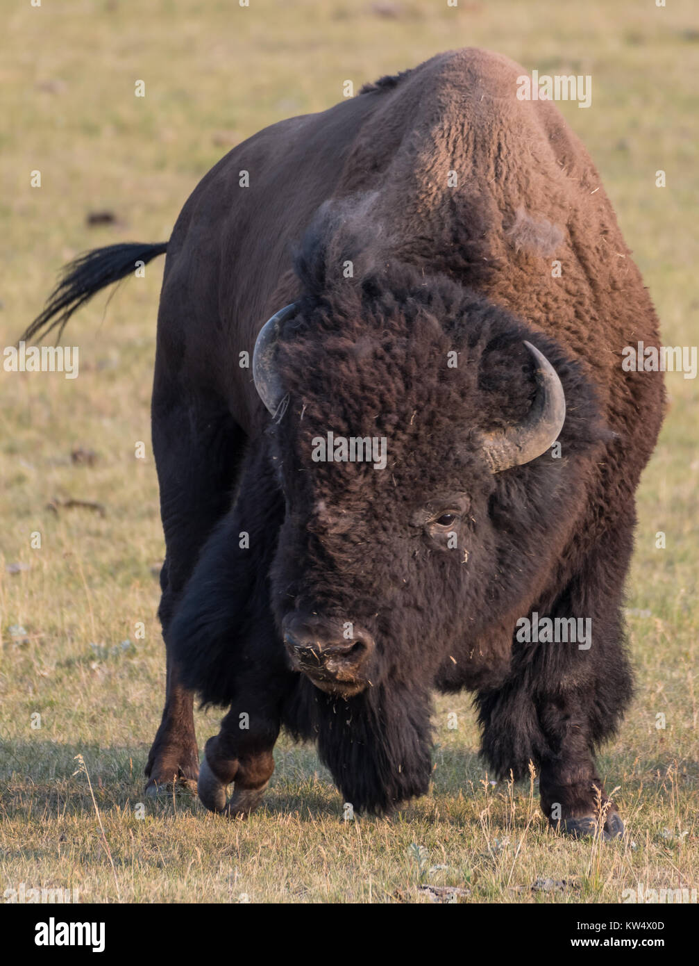 Male Bison Paws the Ground Stock Photo - Alamy