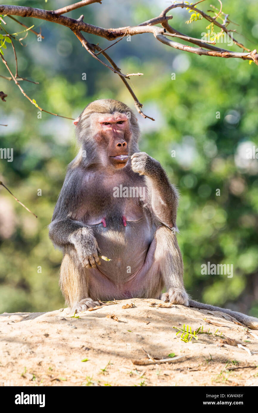 A wild baboon rests on a rock during a hot, sunny day Stock Photo - Alamy