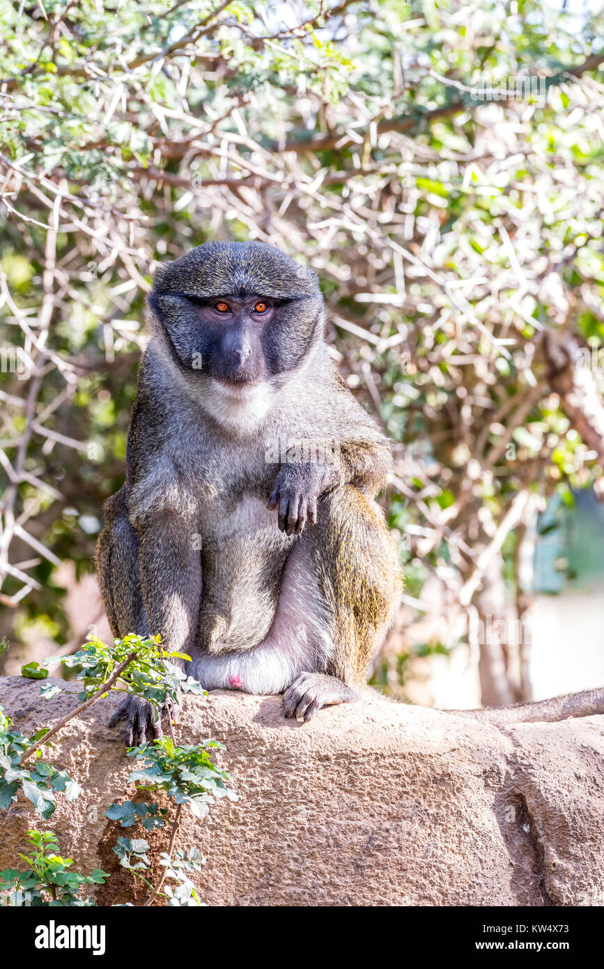 A wild Allen Swamp Monkey rests on a rock during a hot, sunny day Stock ...