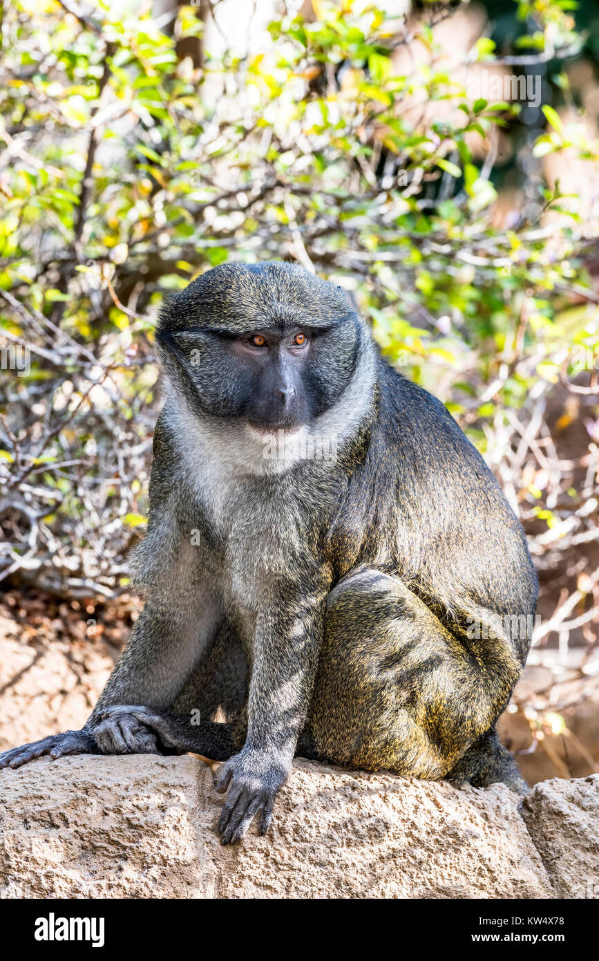 A wild Allen Swamp Monkey rests on a rock during a hot, sunny day Stock ...