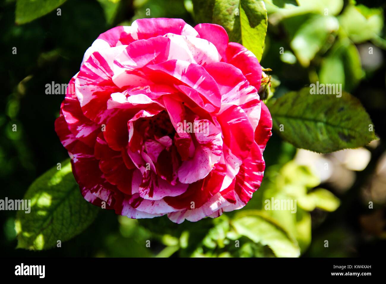 Pinkish red rose flower hi-res stock photography and images - Alamy