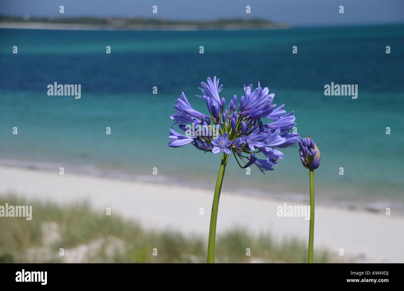 Sandy lily hi-res stock photography and images - Alamy