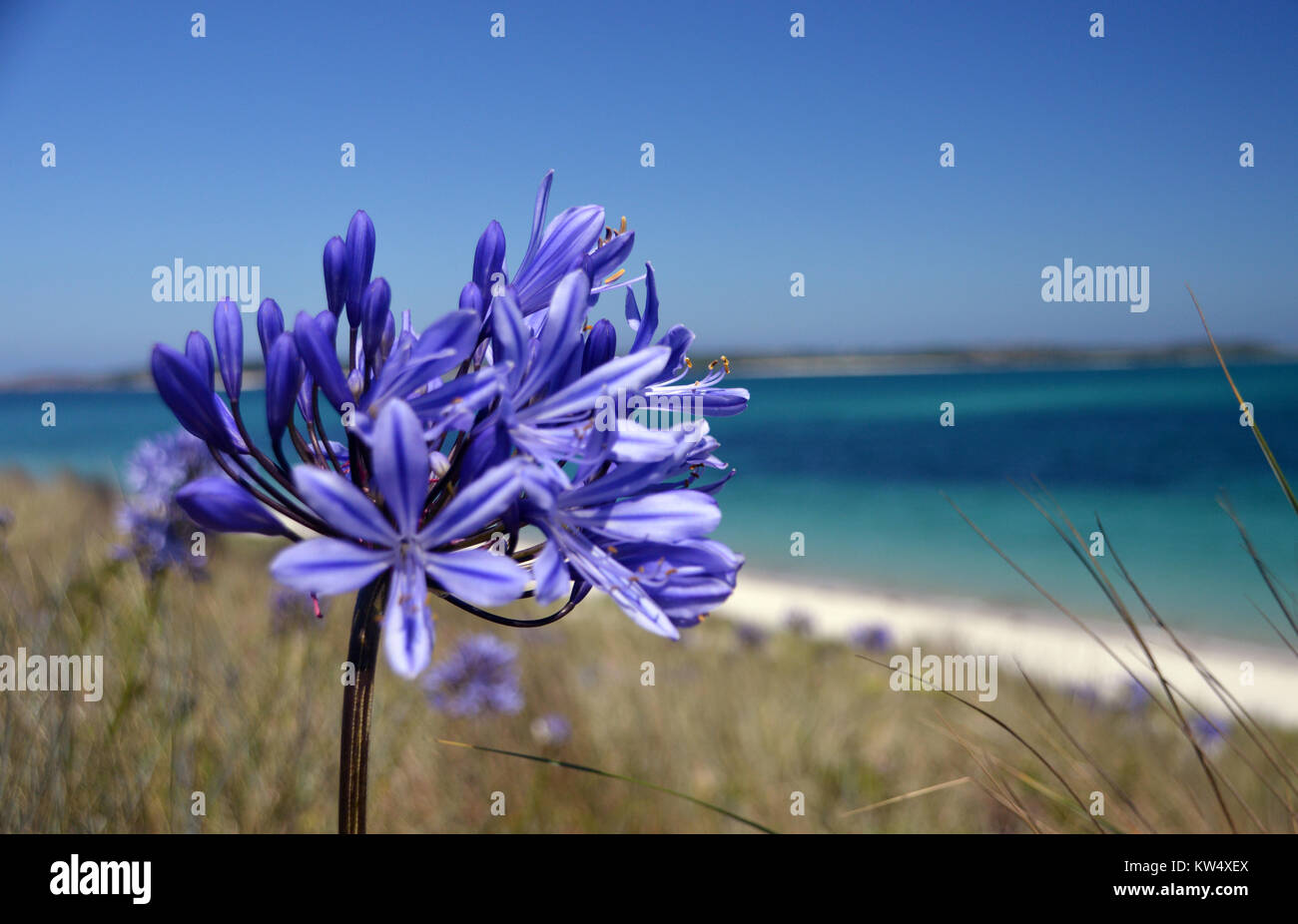 Blue Agapanthus Flower (Lily of the Nile) in the Sand Dunes on Pentle ...