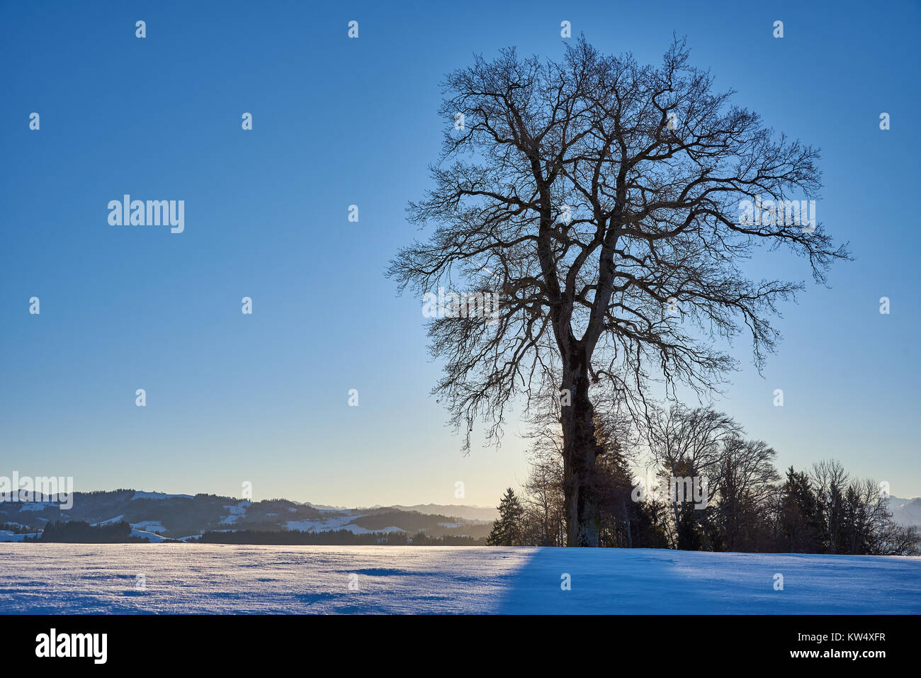 morning scenery in winter. A big tree in backlight and a deep blue sky ...