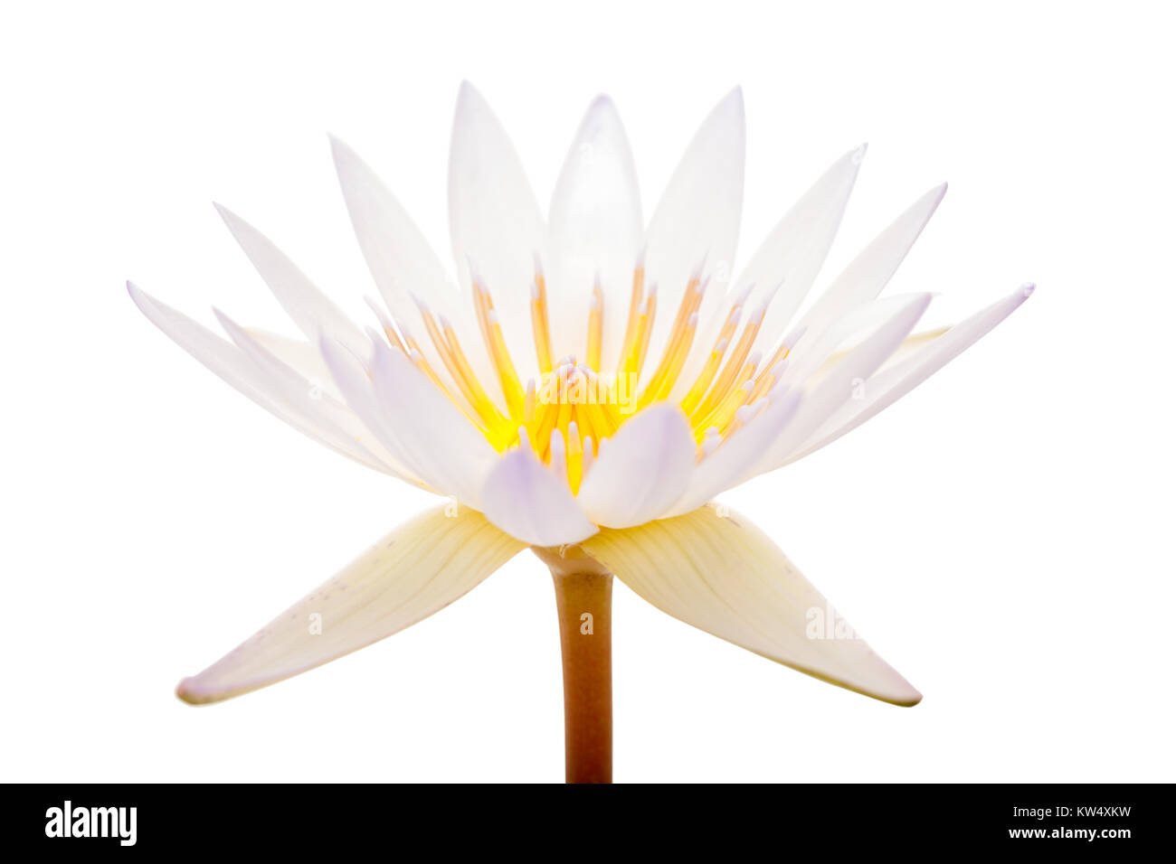 close up of white Lotus isolated on white background with clipping path ...