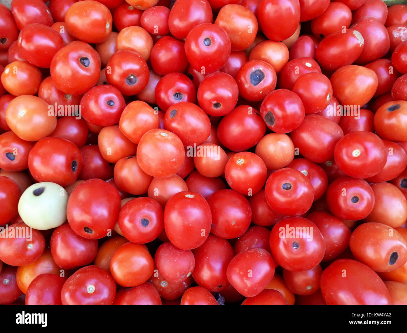 Blossom end rot is a common issue in tomatoes, caused by calcium ...