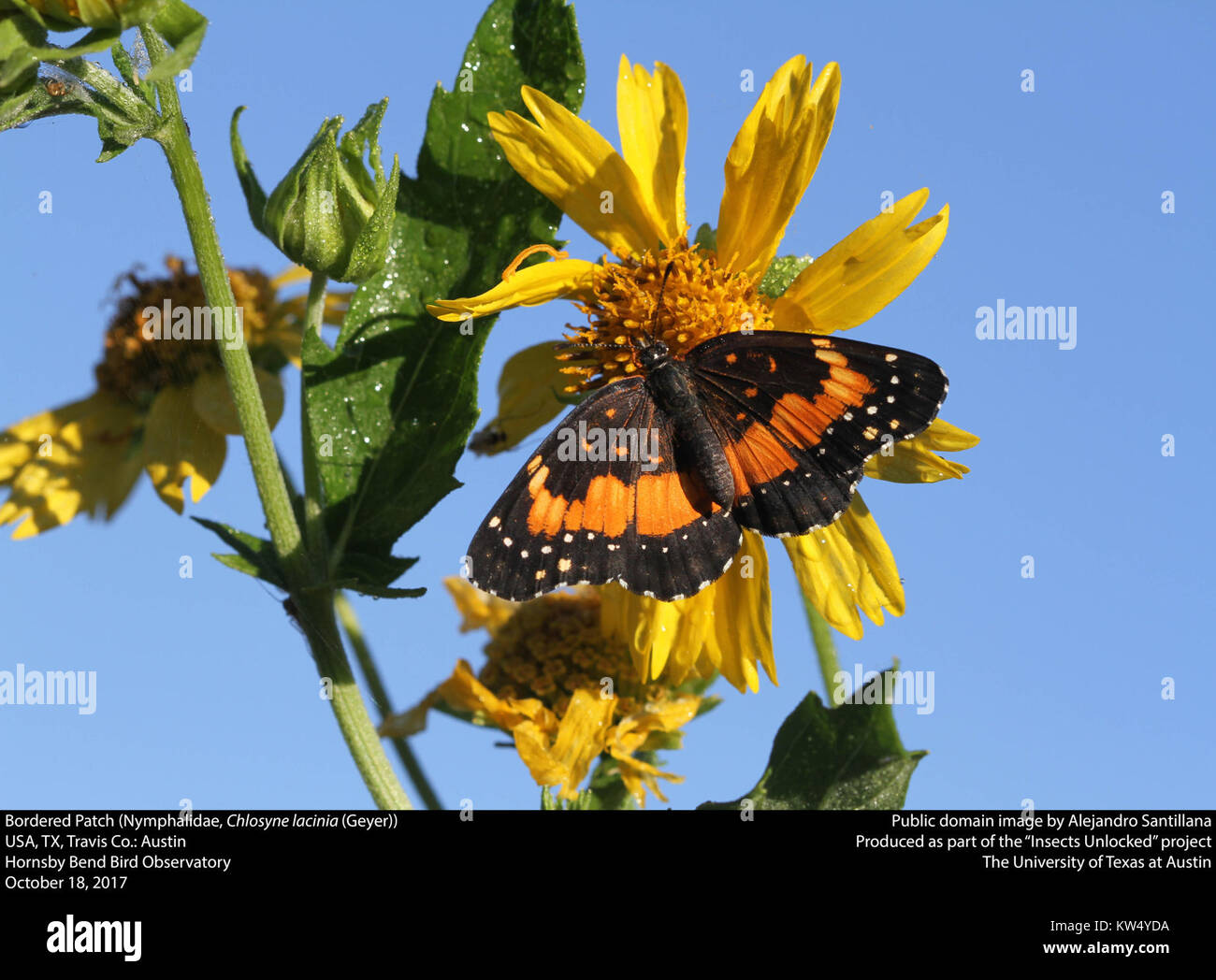 The Bordered Patch (Chlosyne lacinia), a butterfly in the Nymphalidae ...