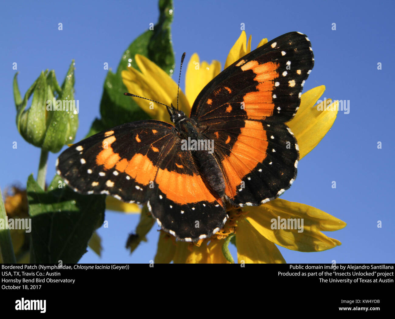 Nymphalidae north american butterflies hi-res stock photography and ...
