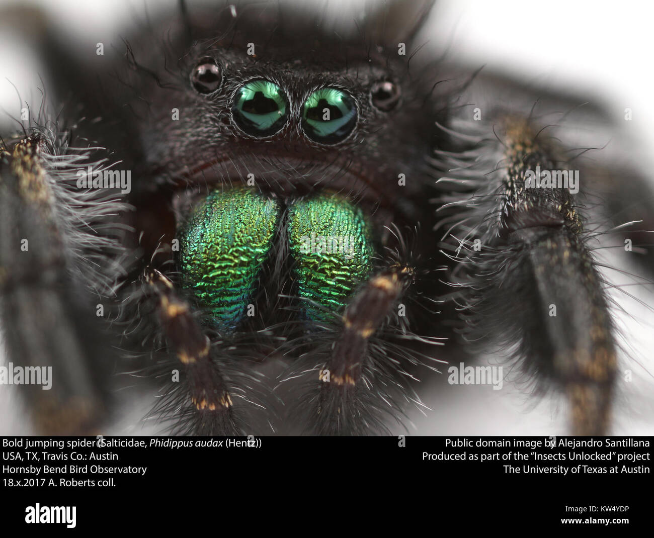 Bold jumping spider phidippus hi-res stock photography and images - Alamy