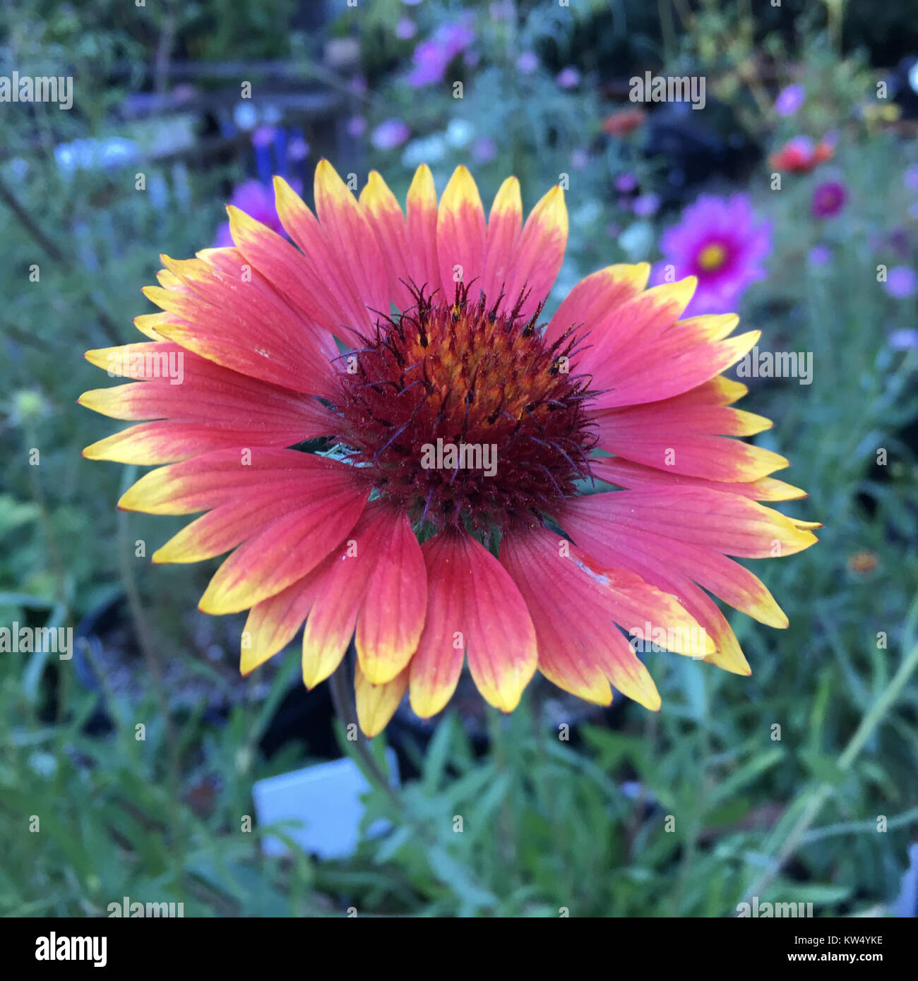 Gaillardia aristata, commonly known as blanketflower, is a perennial ...