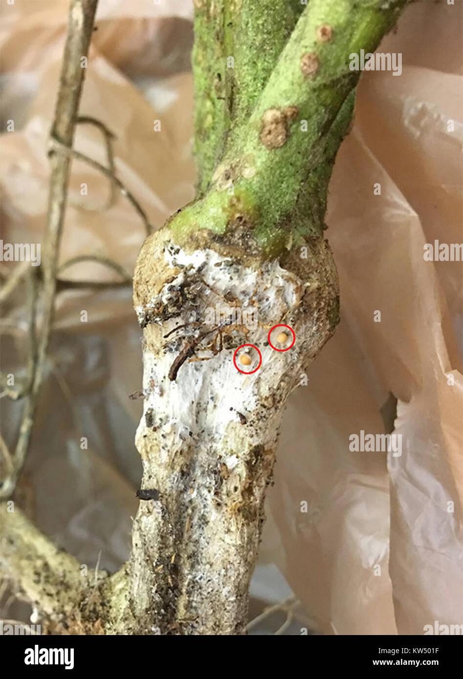 BlightSigns may refer to specific signs or visual markers related to ...