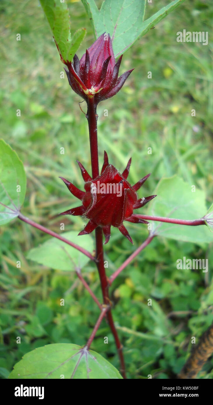 Bissap is a traditional beverage made from hibiscus flowers, commonly ...