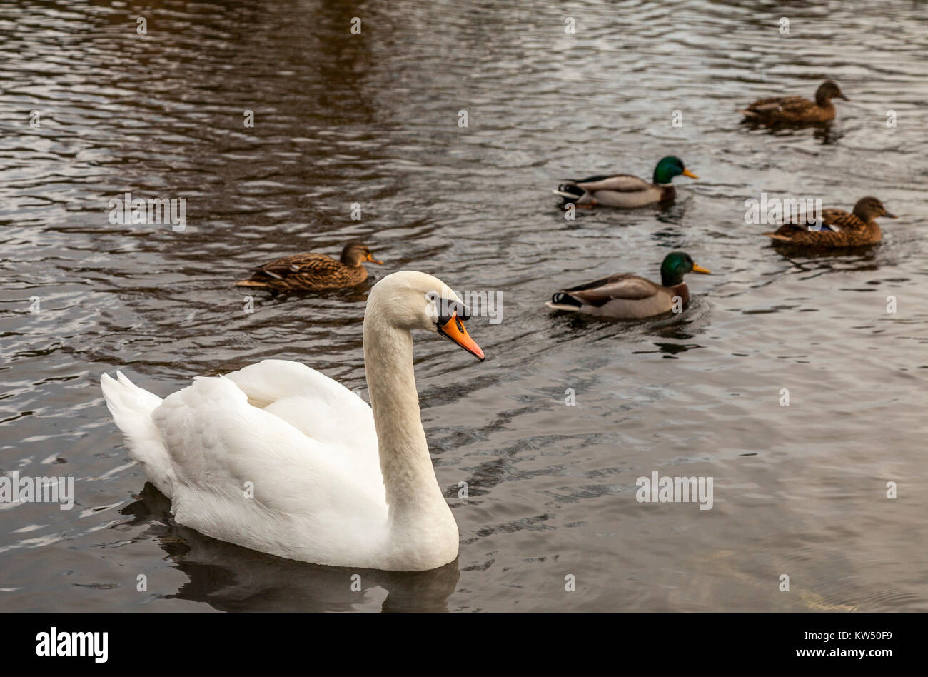 Ropner High Resolution Stock Photography and Images - Alamy