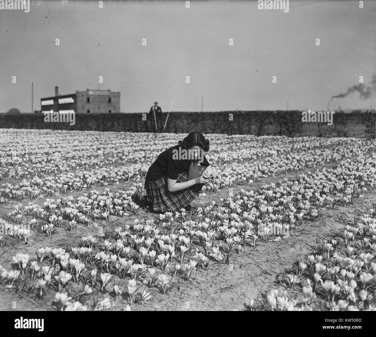 Thymes or crocuses Black and White Stock Photos & Images - Alamy