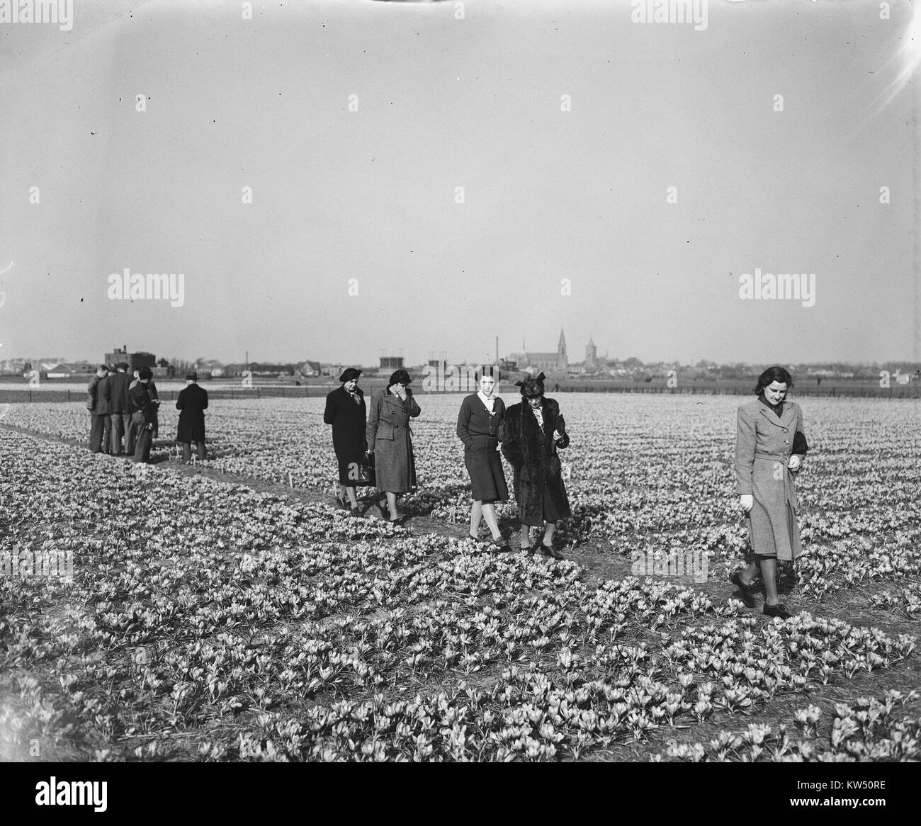 With daffodils in garden Black and White Stock Photos & Images - Alamy