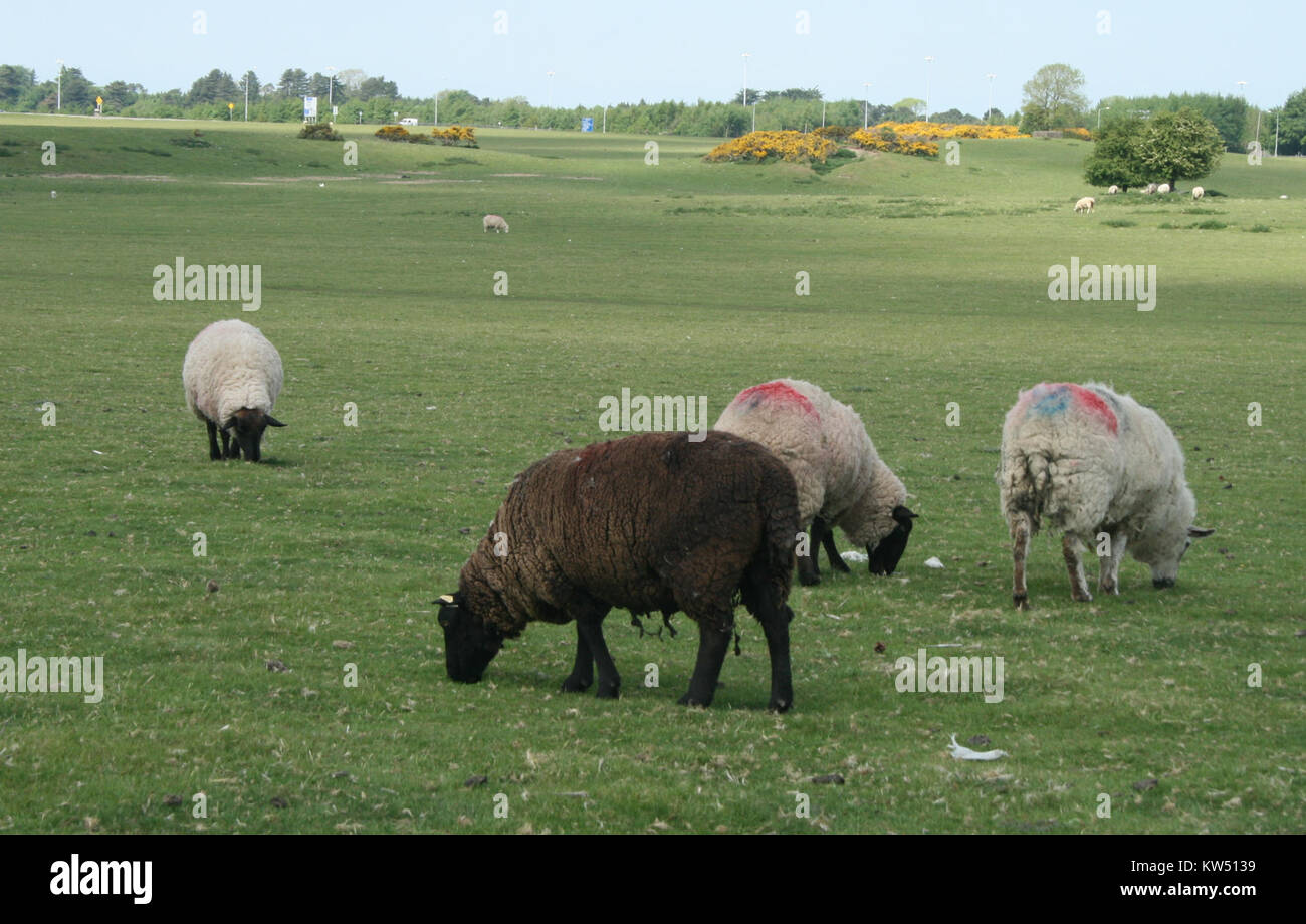 A rare breed of sheep, the Black Sheep Curragh, known for its unique ...