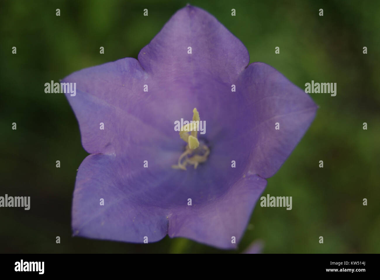 Bloom features intricate floral structure hi-res stock photography and ...