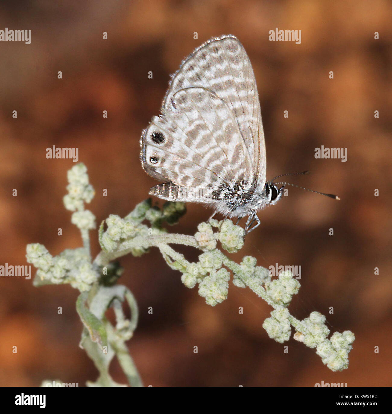 Patagonia state park hi-res stock photography and images - Alamy