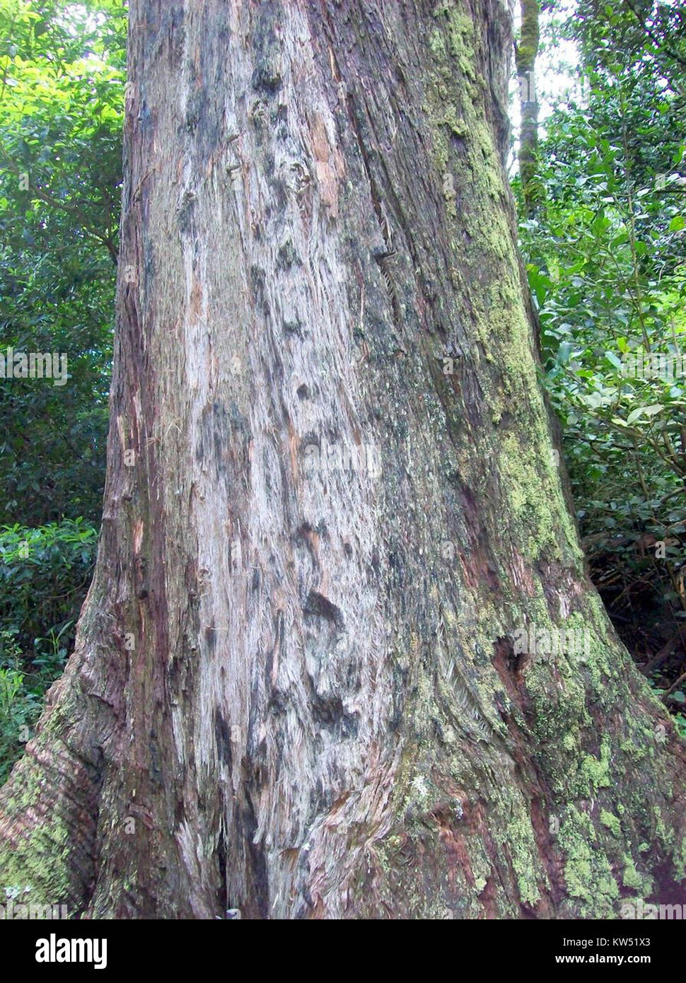 Stringybark trees hi-res stock photography and images - Alamy