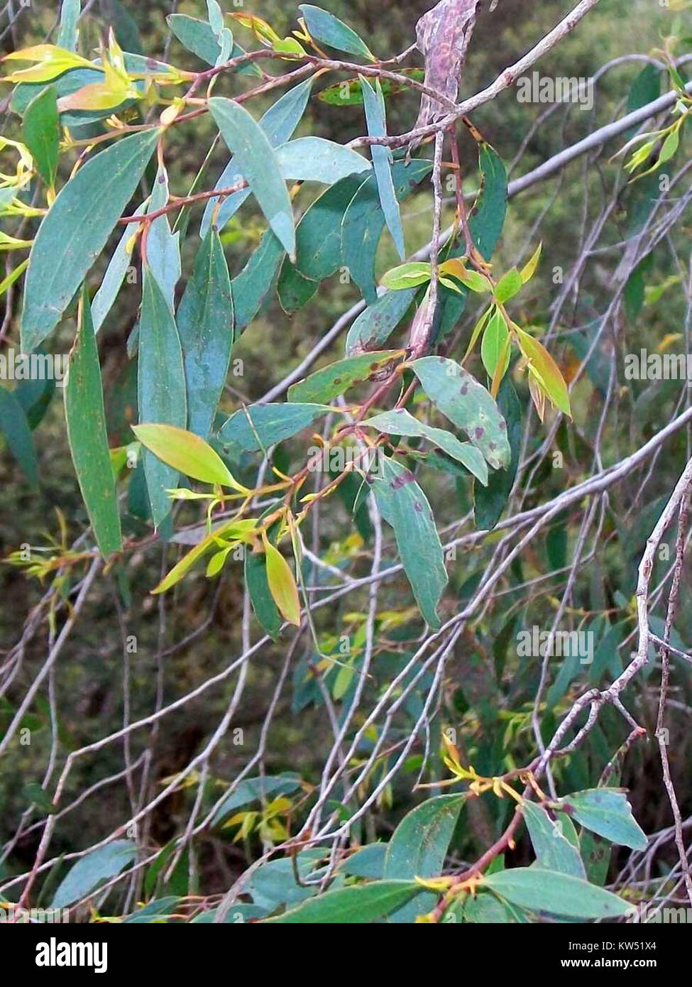 Sallee hi-res stock photography and images - Alamy