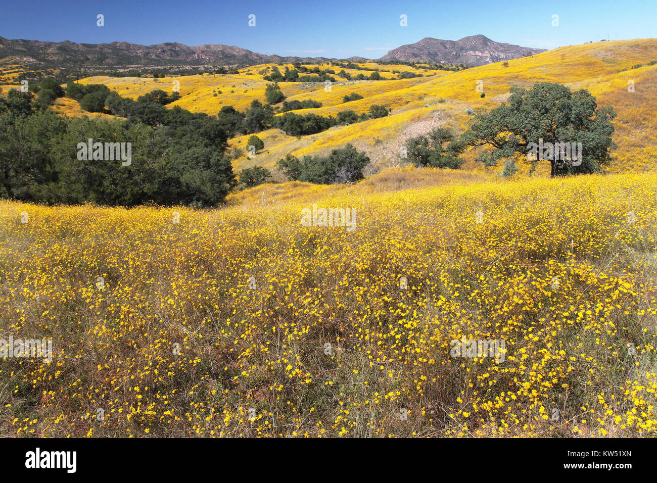 The Bog Hole Area, located southeast of Patagonia, Arizona, is a region ...