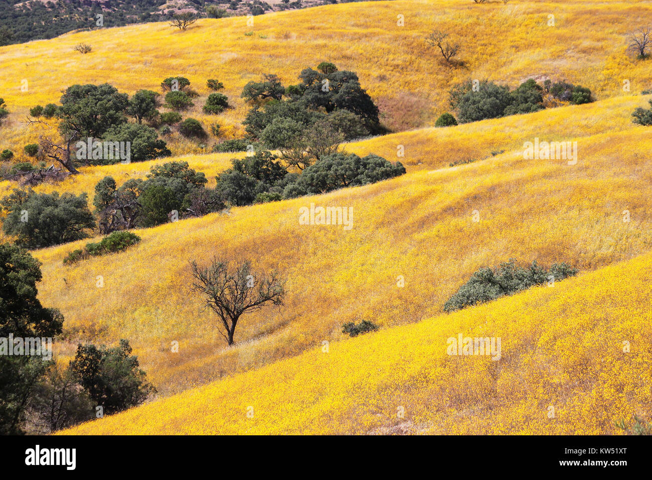 The BOG Hole Area, located southeast of Patagonia, Arizona, is a region ...