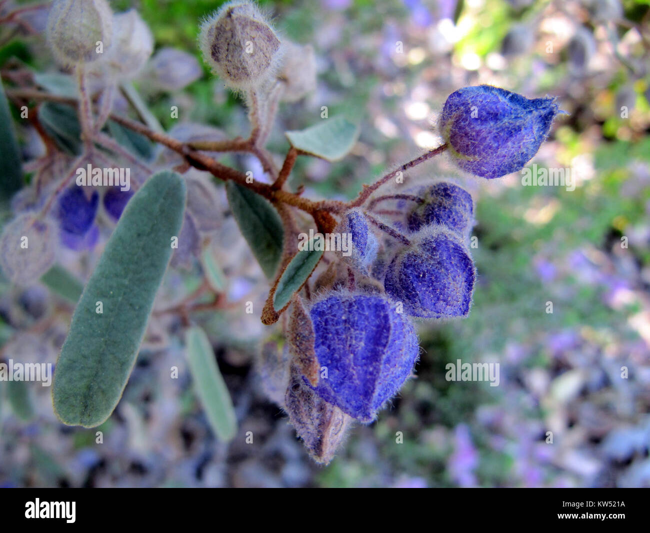 A photograph of blue flowers blooming in Perth, Australia, showcasing ...