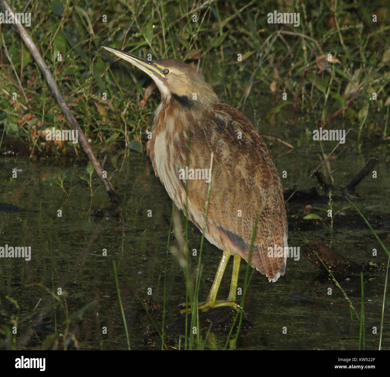 The American Bittern, a bird species, was photographed at Patagonia ...