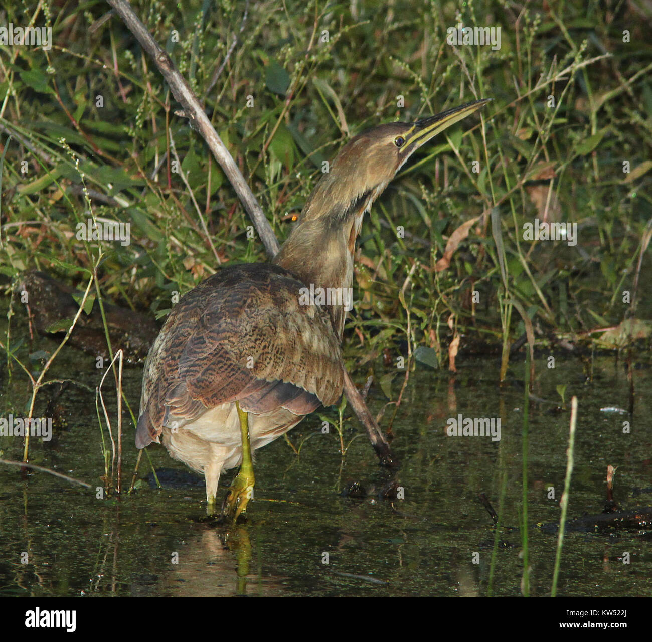 The image captures the American Bittern bird, spotted at Patagonia Lake ...
