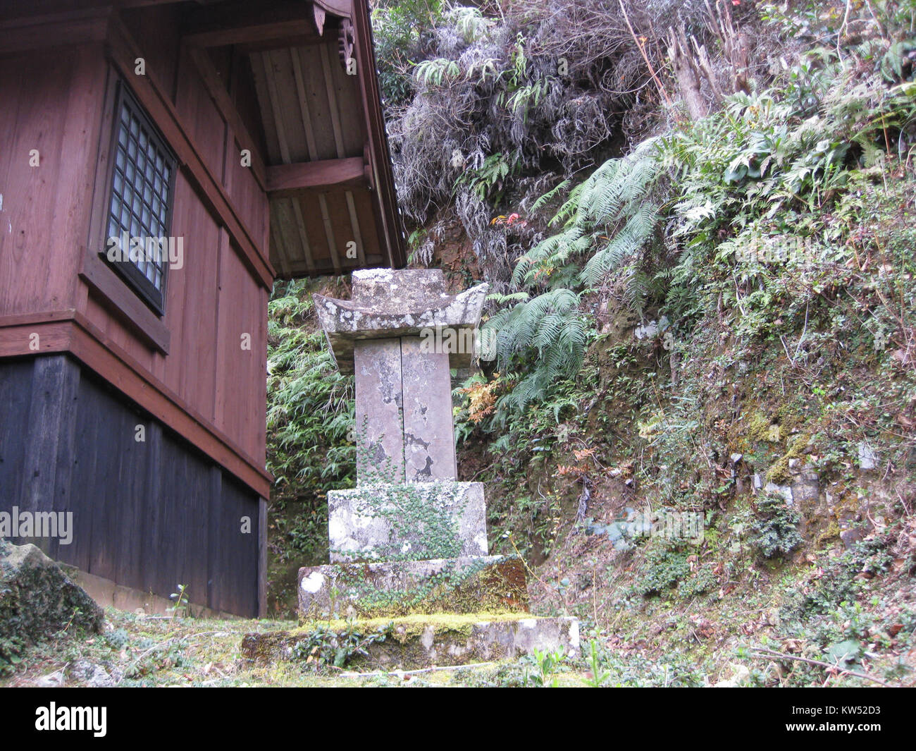 This image of sakaki, a sacred plant in Japanese Shinto rituals ...