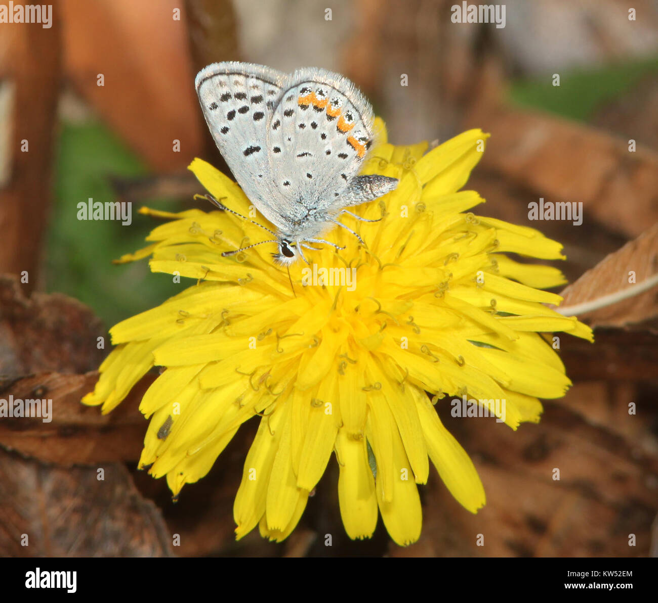 Acmon blue butterfly hi-res stock photography and images - Alamy