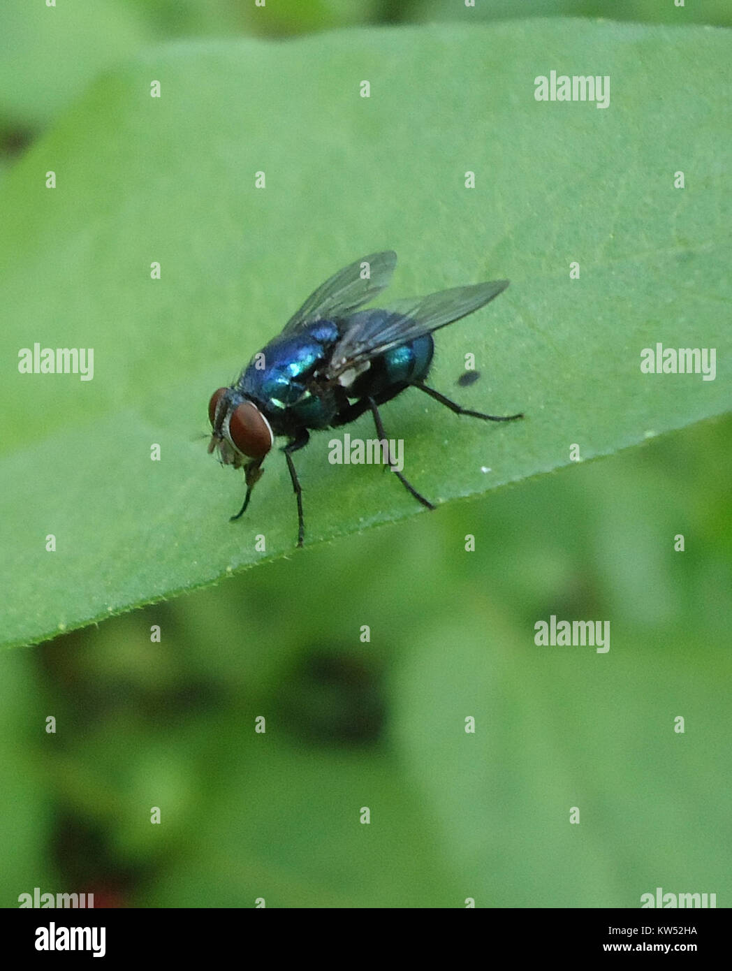 The bluebottle fly (Calliphora vomitoria) is a species of blowfly ...