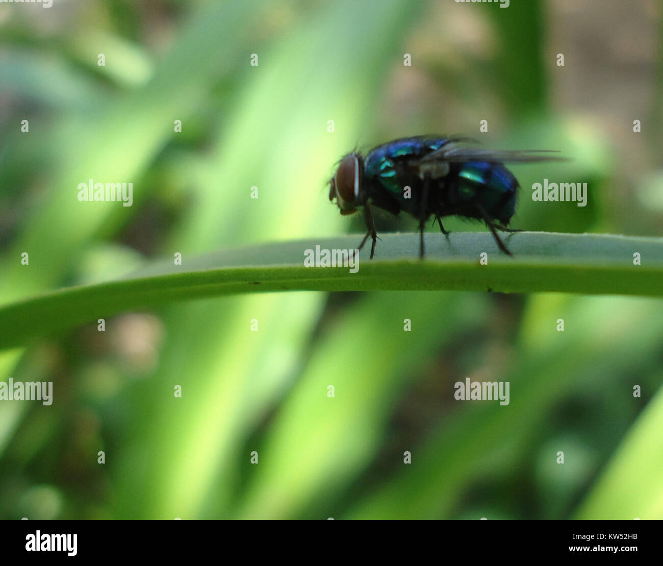The blue bottle fly, known for its metallic blue color, is a species of ...