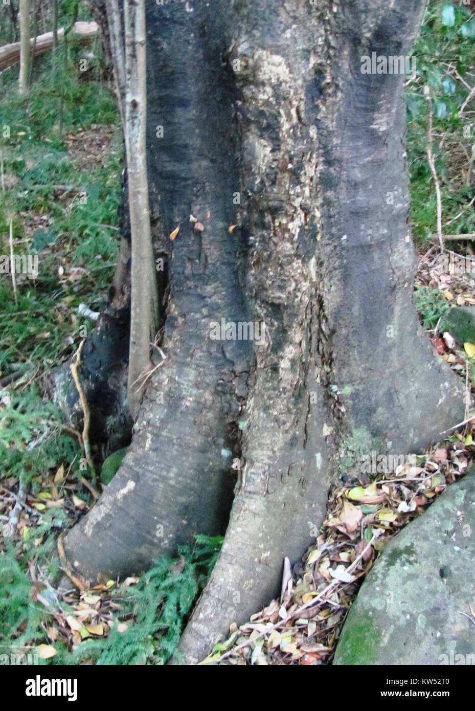 Black Stinkwood tree 2 old tree trunk Stock Photo - Alamy
