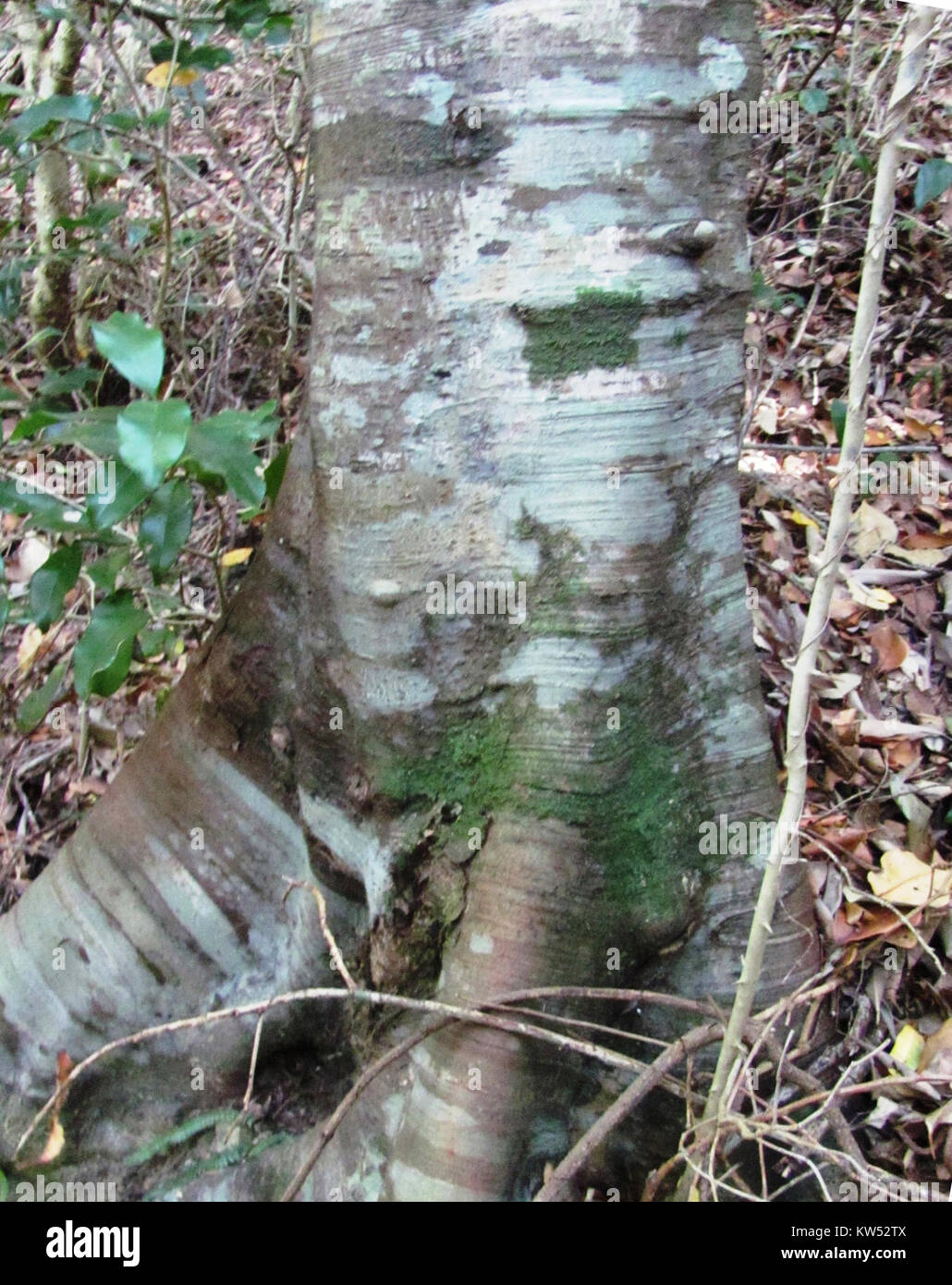 A young Black Stinkwood tree, recognized for its unique characteristics ...